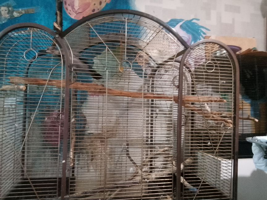 Ворона с клеткой