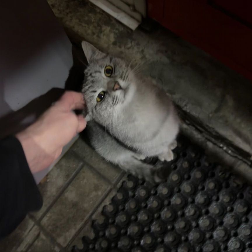 Кота предали и выбросили на улицу под дождь