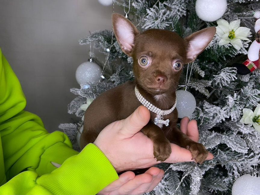 Super Мини Мальчишка РКФ