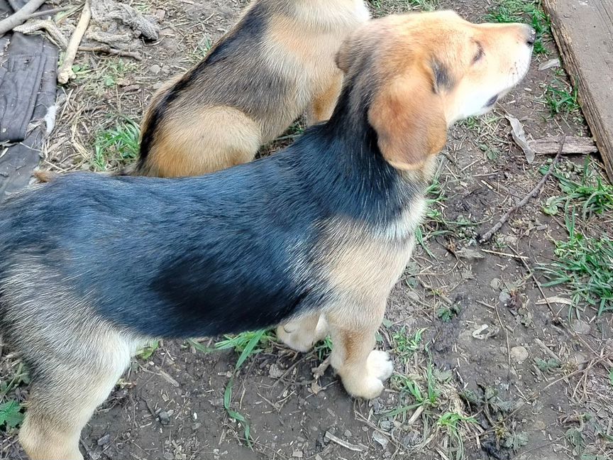 Щенки русской гончей (Выжлецы )