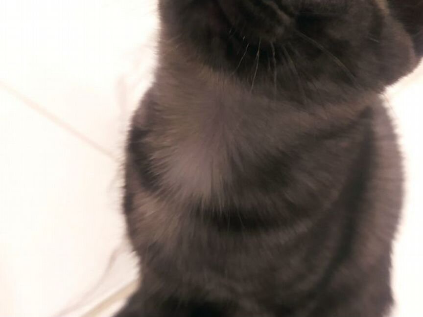 Девочка, кошечка 2 мес