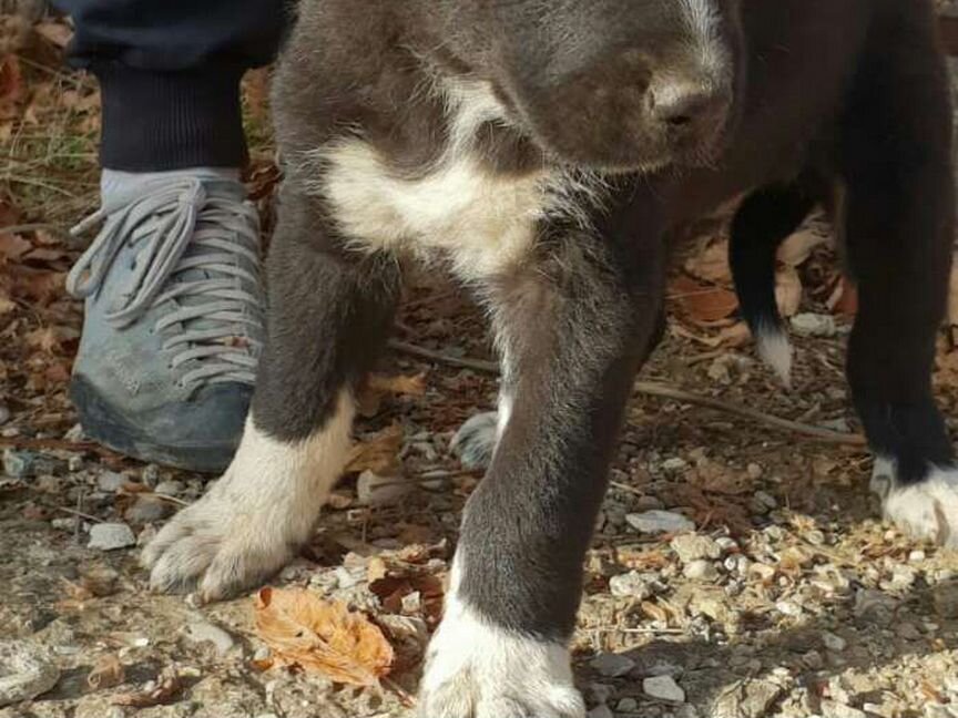 Братик и сестричка мама Среднеазиатская овчарка