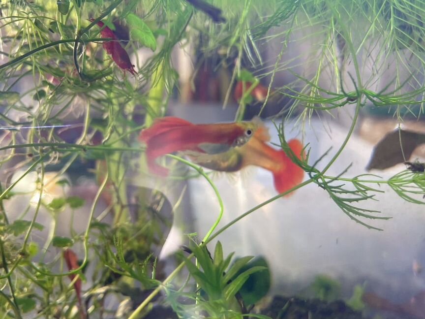 Аквариум 20 литров