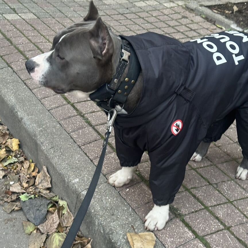 Комбинезон утепленый Meo.pet