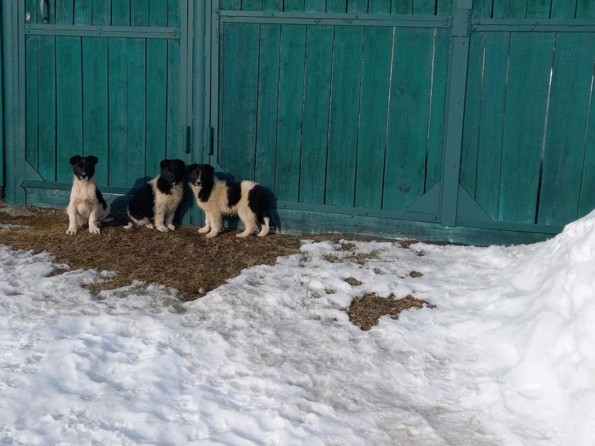 Найдены щенки