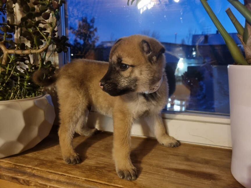 Щенок в добрые руки