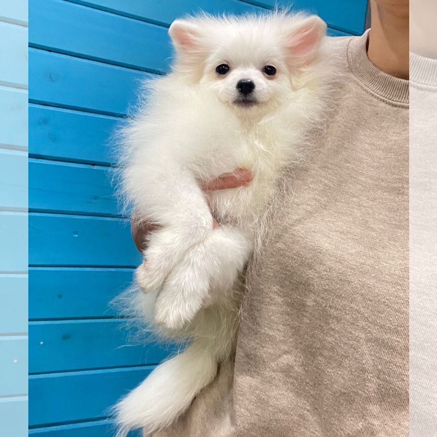 Померанский шпиц мини девочка белая