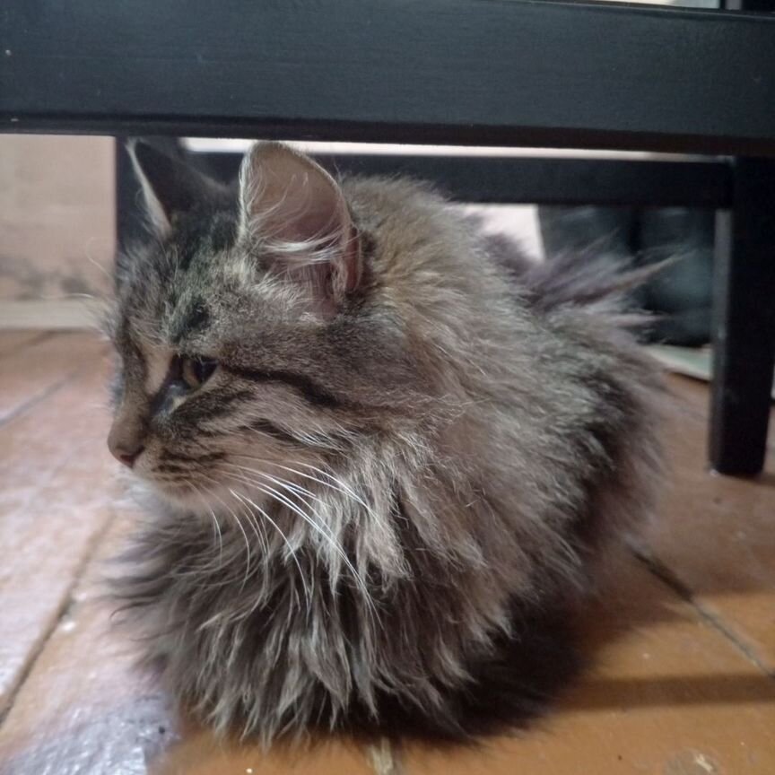 Молодая кошечка