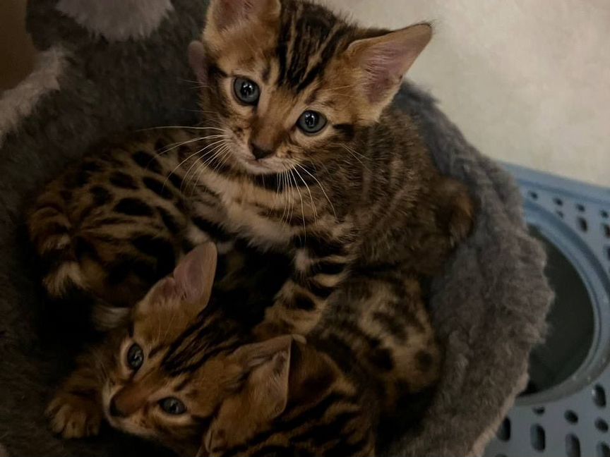 Бенгальские котята