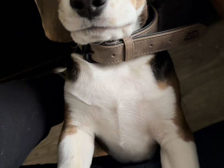 Собаки щенки бигль