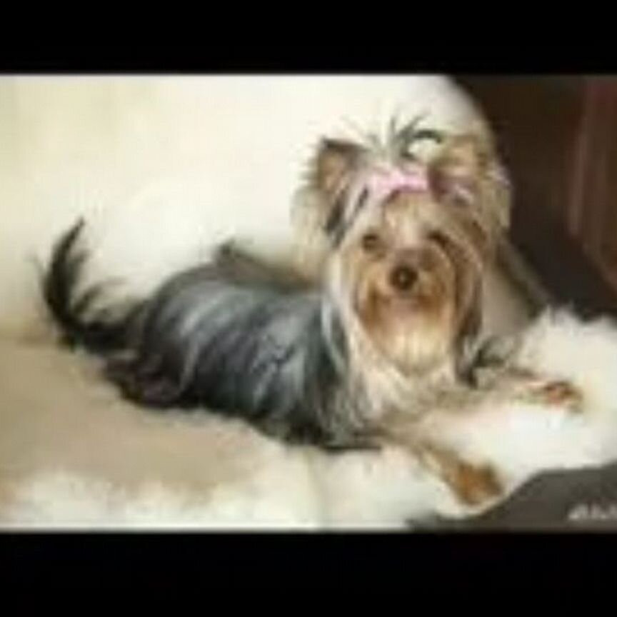 Щенок от частного владельца