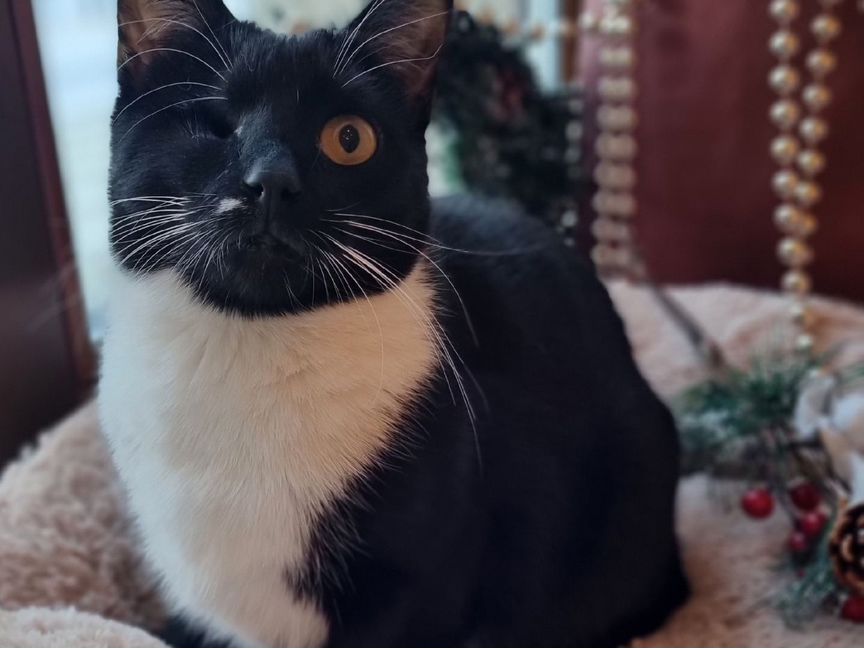 Особенная кошечка