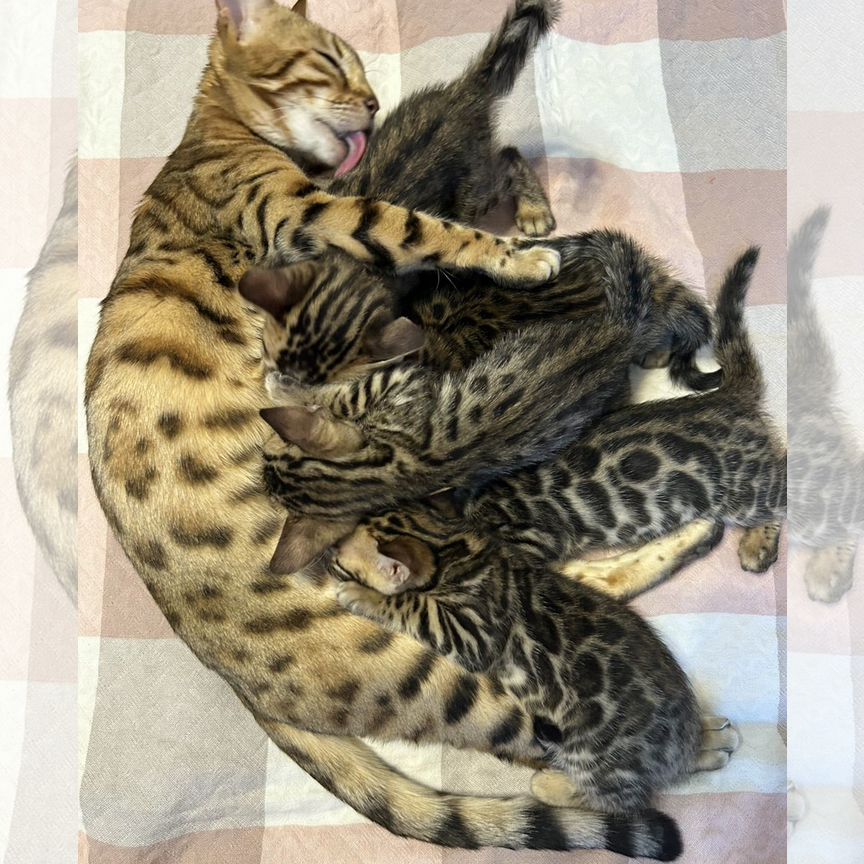 Бенгальские котята