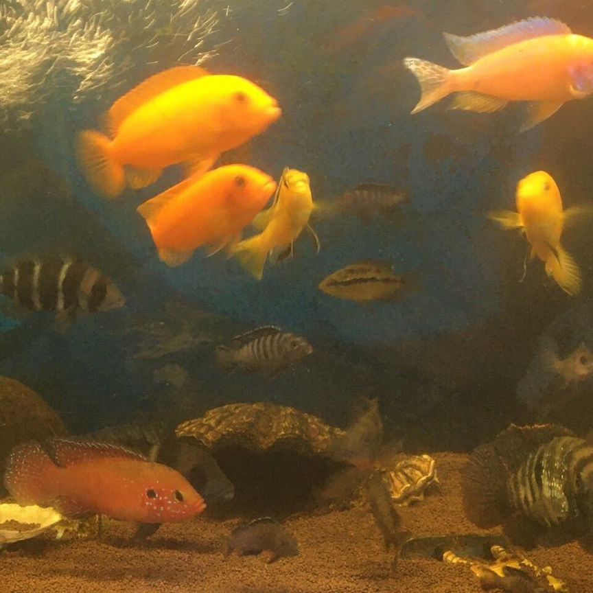 Аквариумные рыбки