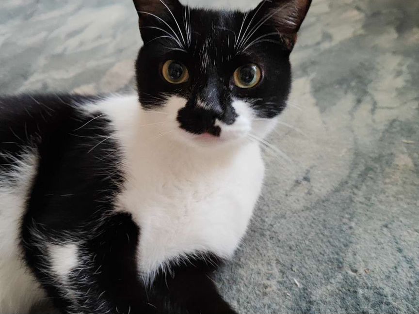 Котик Тихон ищет дом