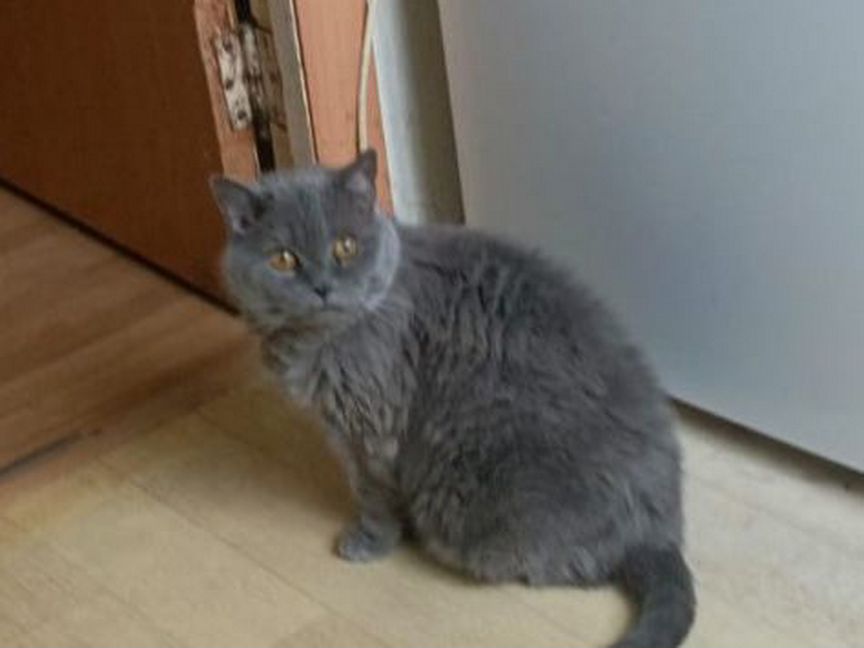 Кошка британка в дар
