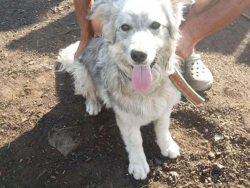 Собака мальчик