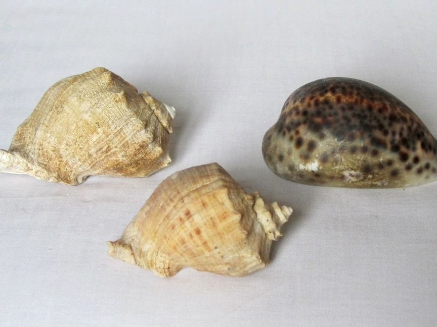 Набор морских раковин для аквариума