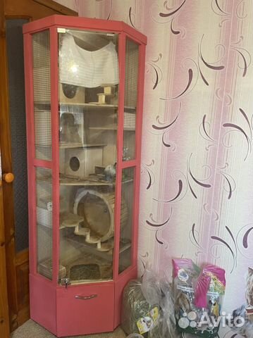 Продаются белки Дегу