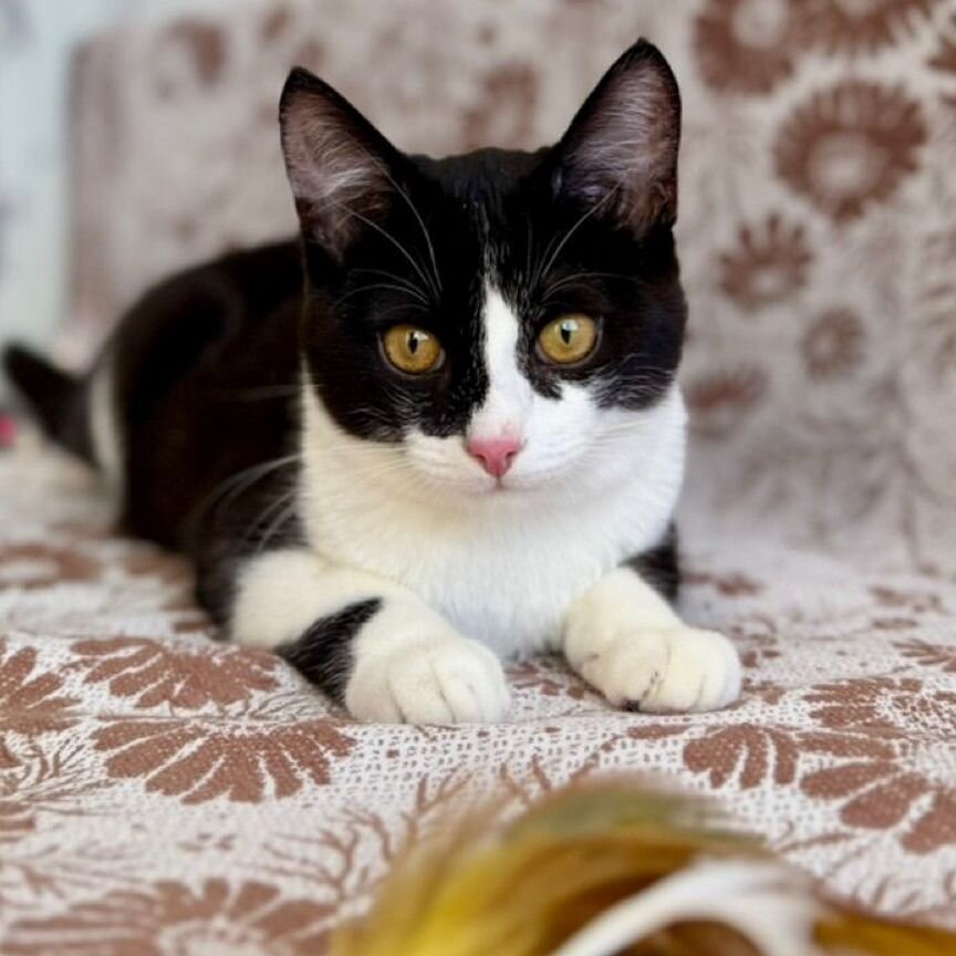Котенок мальчик