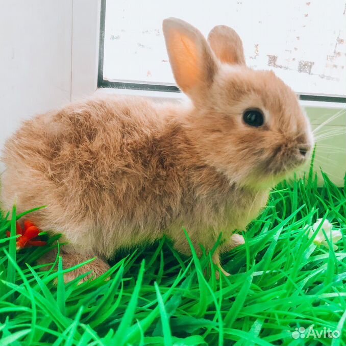 Карликовый кролик мини - королевский
