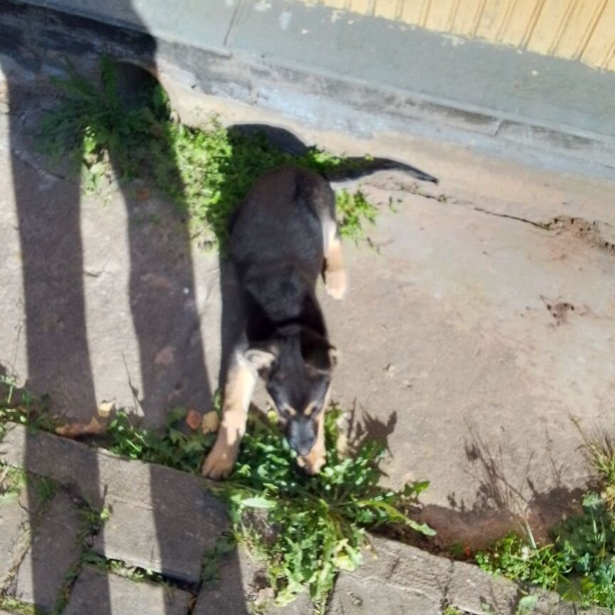 Собака в добрые руки отдам бесплатно щенок