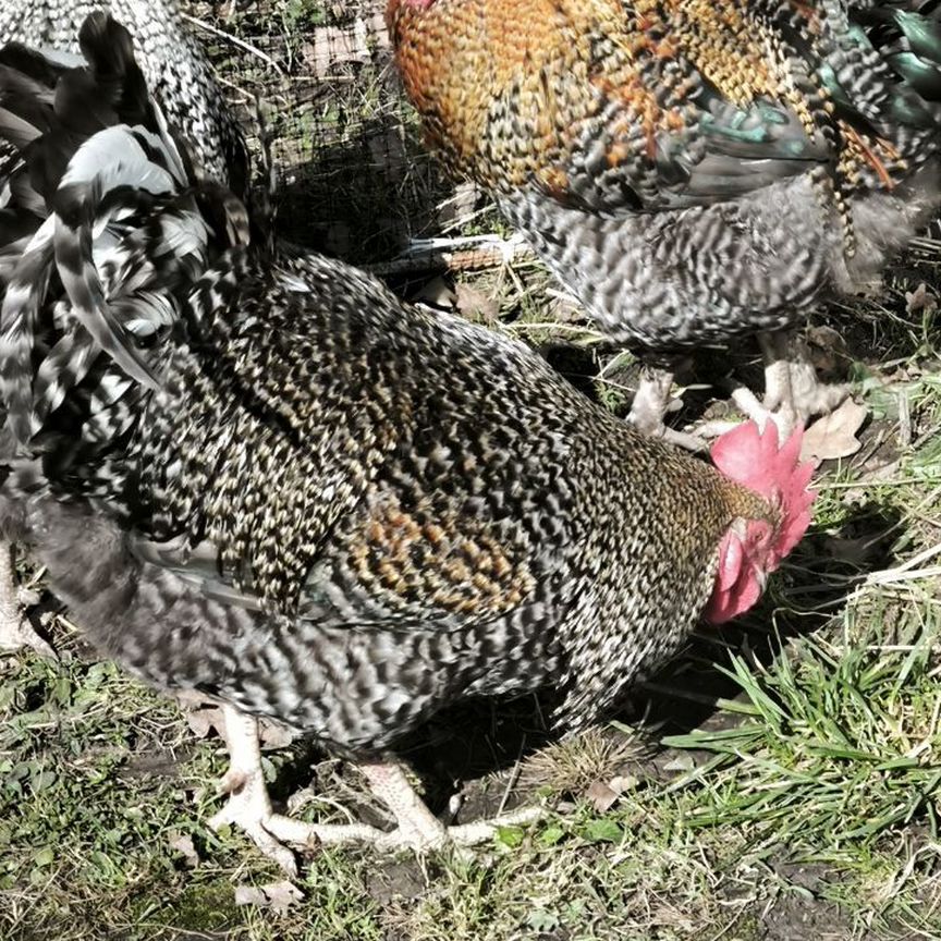 Домашняя птица куры