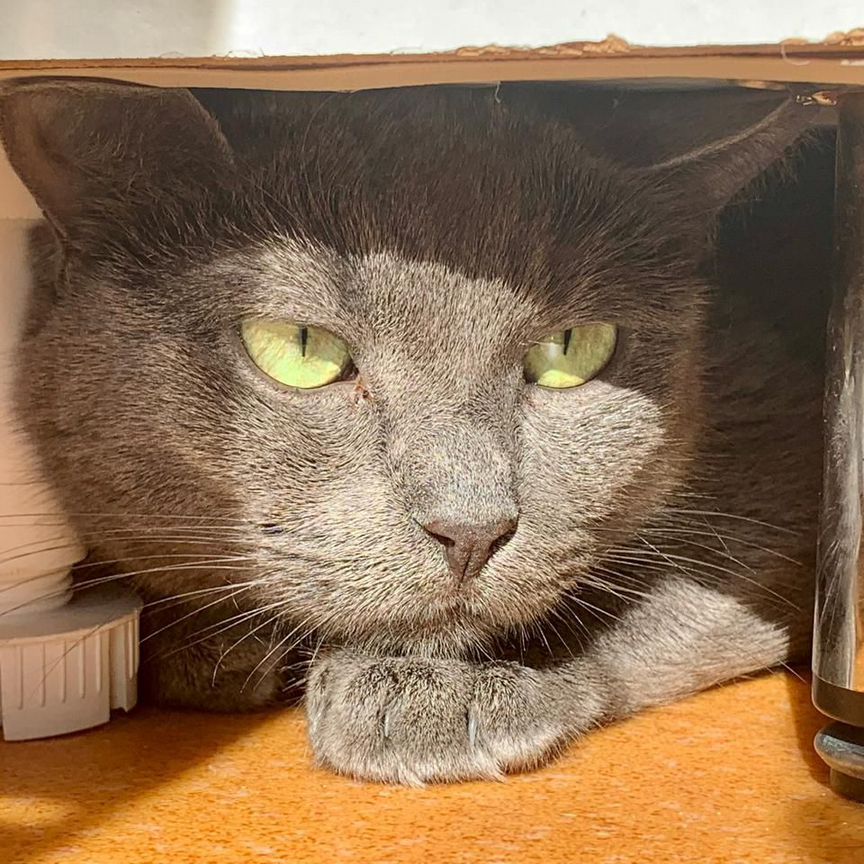 Храбрая кошечка Альбина без хвостика