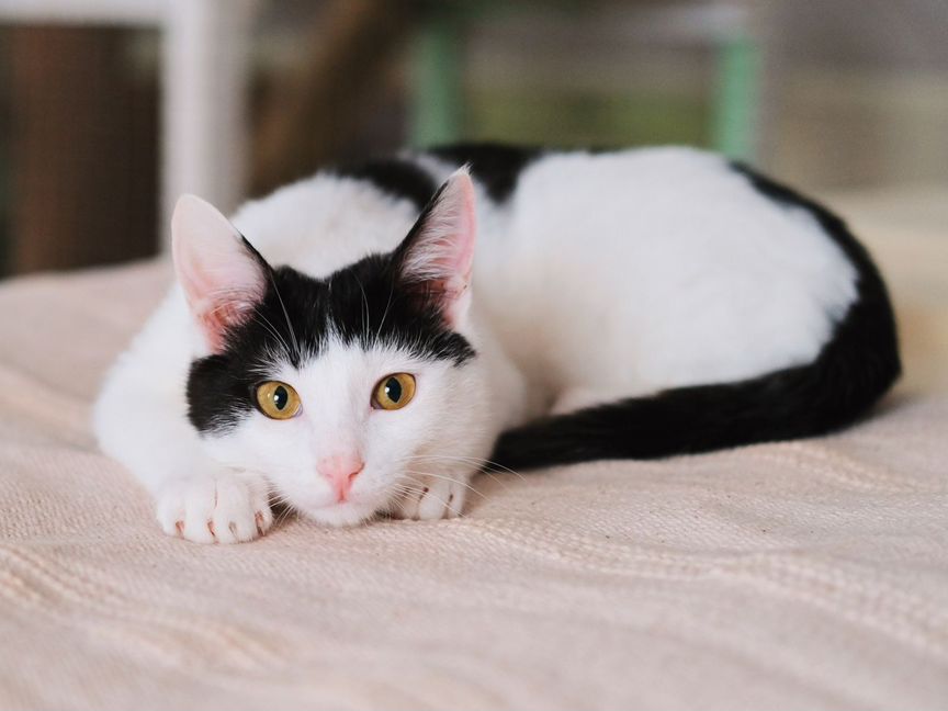 Обнимательный котик в добрые руки