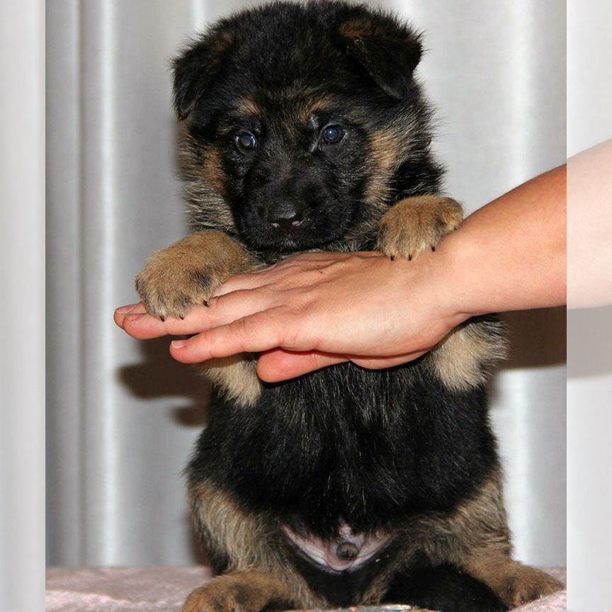 Немецкая овчарка, щенок