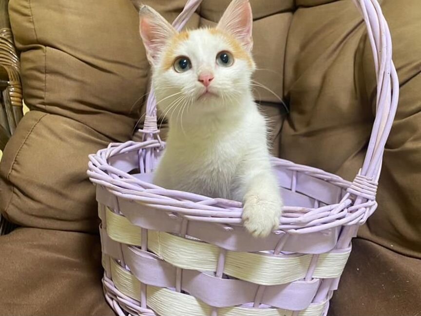 Котенок в дар