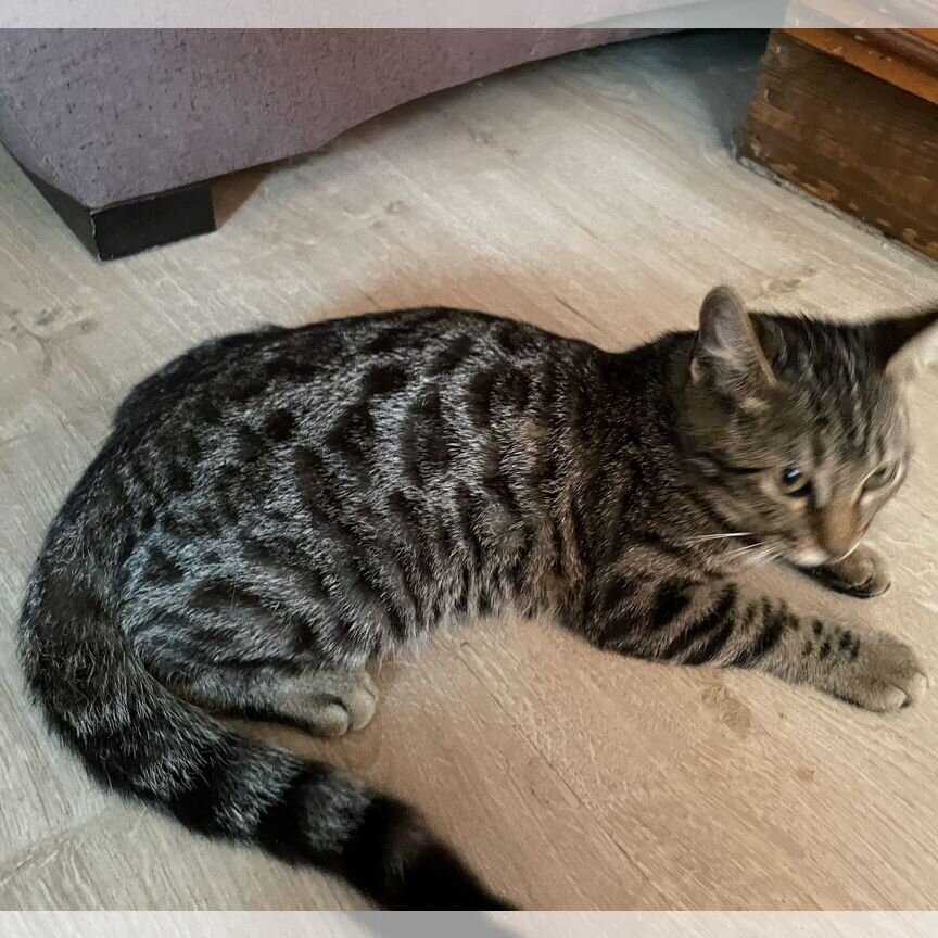 Кошечка