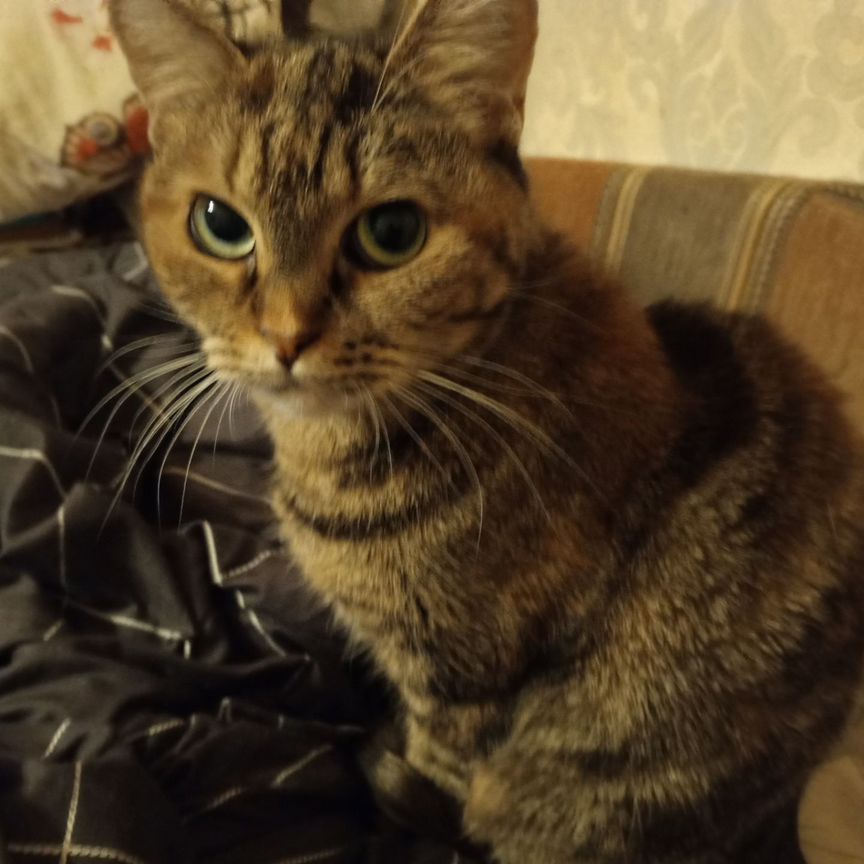 Кошечка пуся