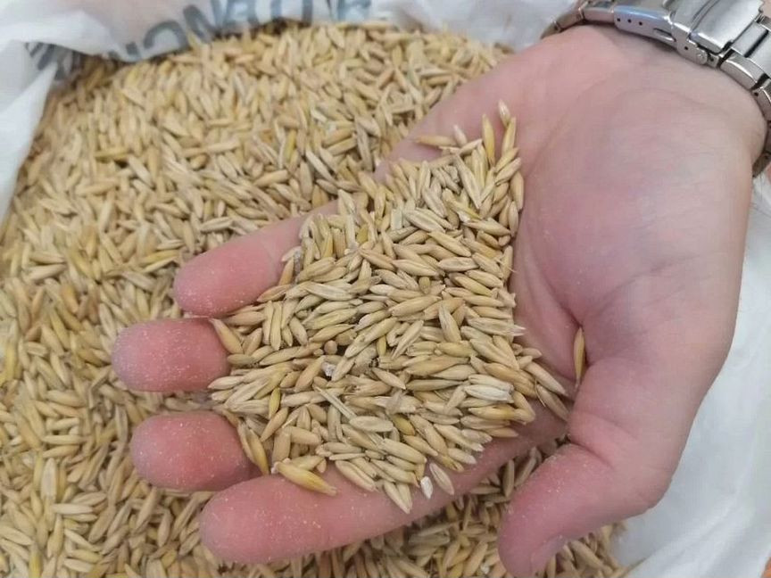 Кормовая кукуруза, Семечко на корм