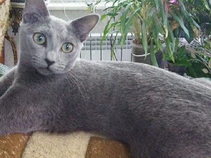 Русская голубая кошка