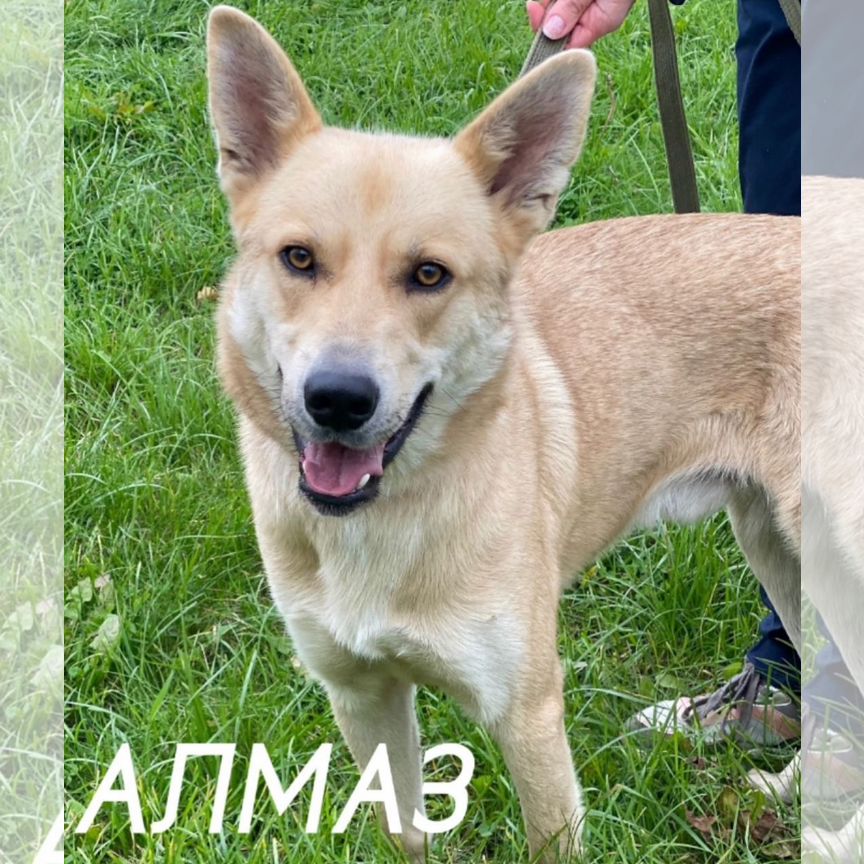 Взрослый пёс в добрые руки