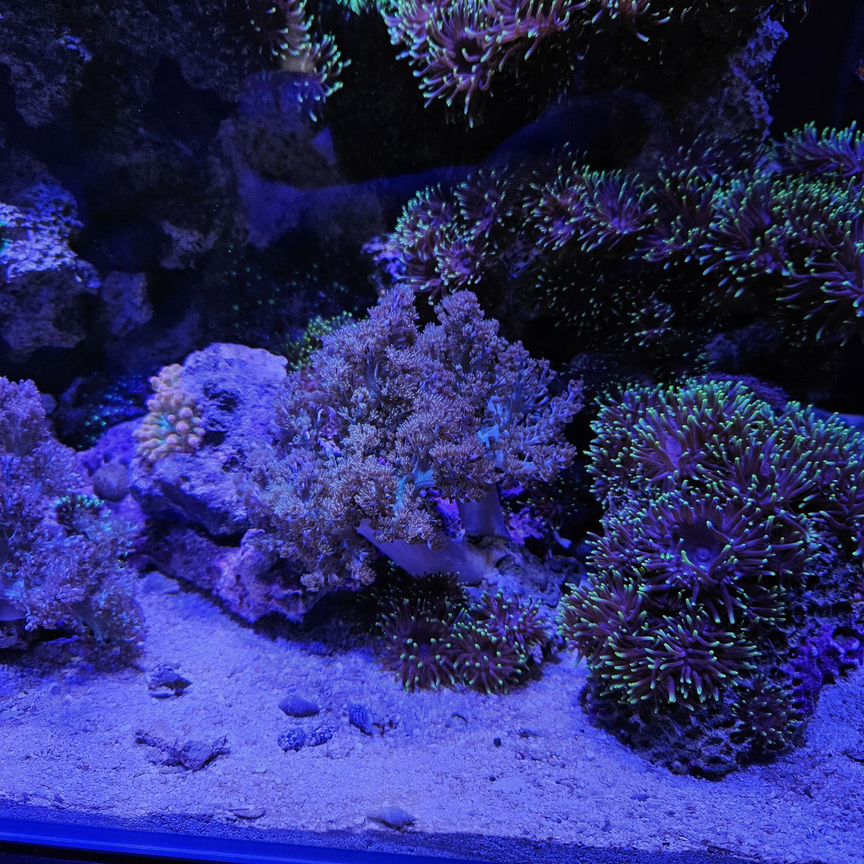 Коралл Зелёная капнелла (Кенийское дерево)