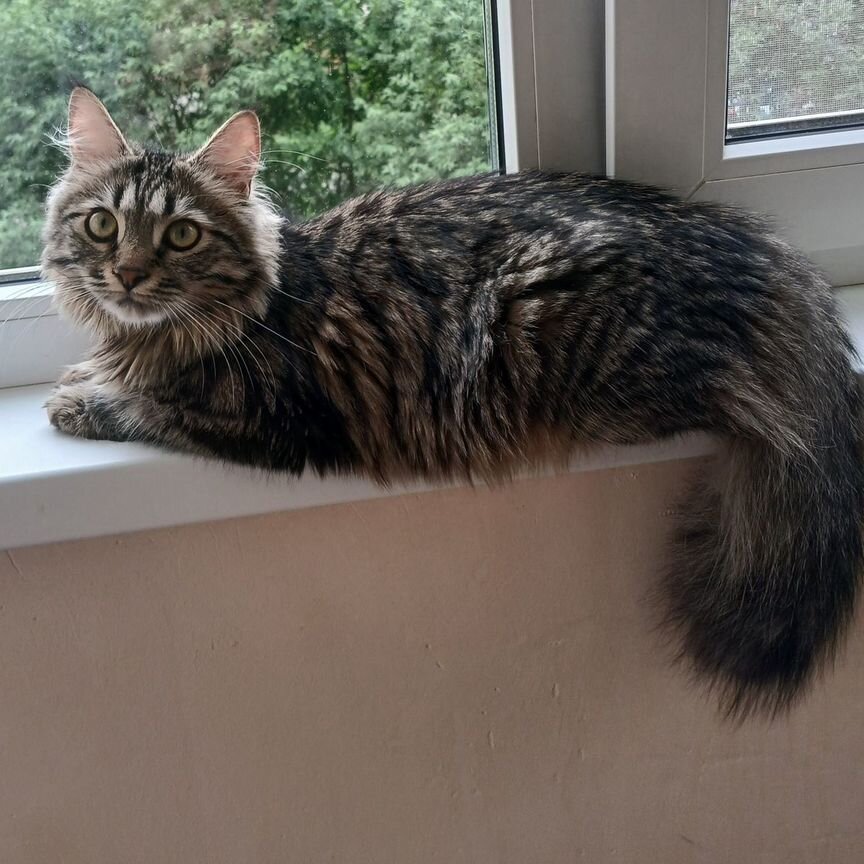 Продам кошку