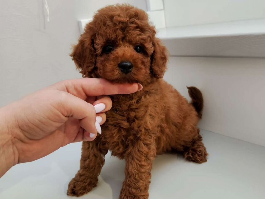 Той-пудель щенки