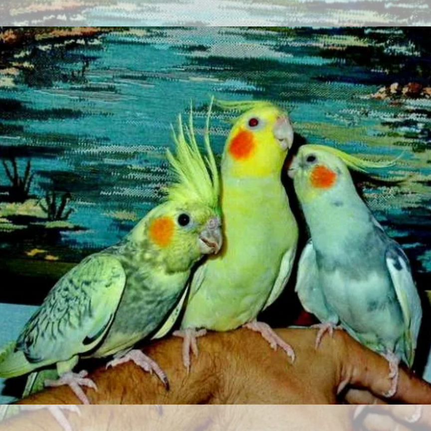 Попугай корелла от говорящих родителей