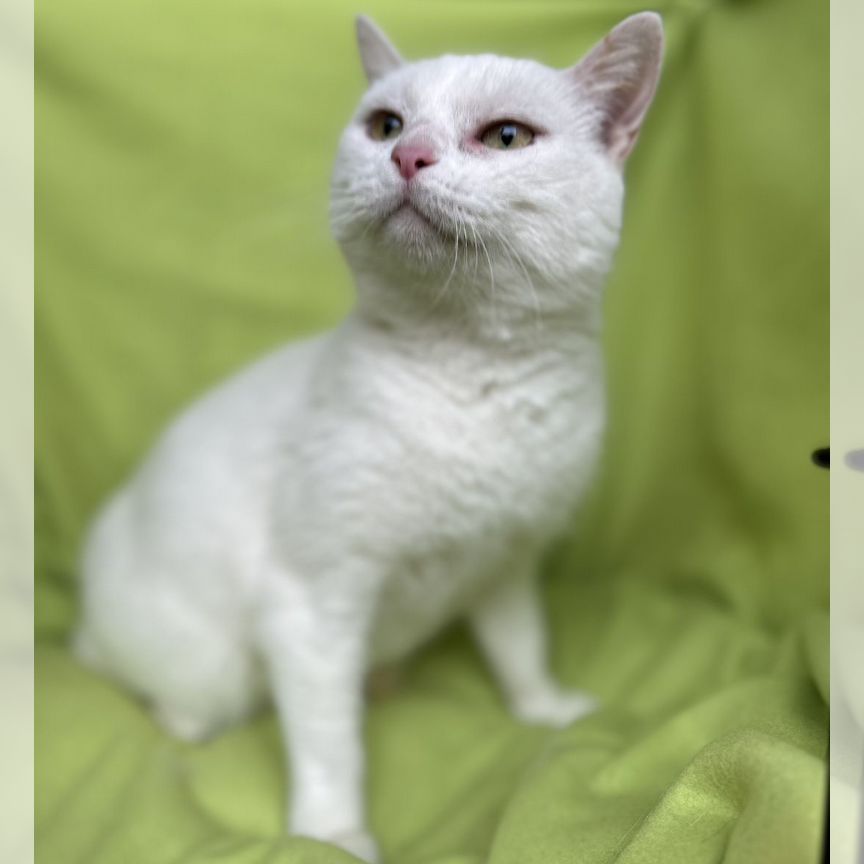 Кошки в добрые руки