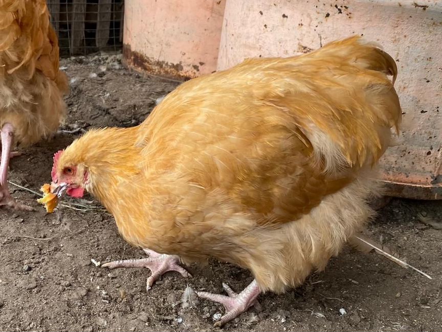 Куры орпингтон и брама