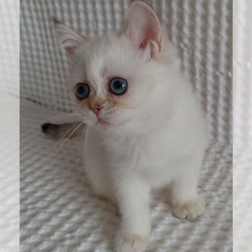 Шотландский прямоухий короткошёрстный котёнок