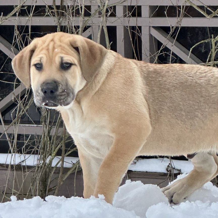 Щенок от частного владельца