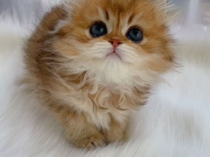 Золотистые котята