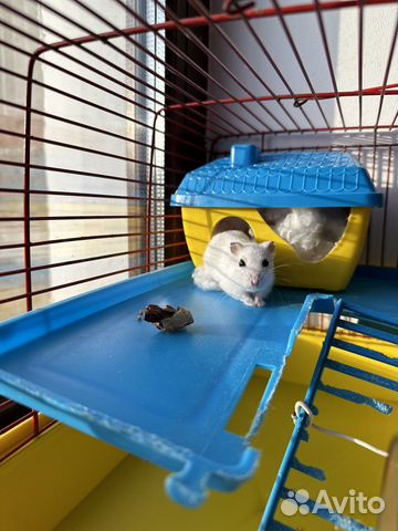 Хомяк с клеткой