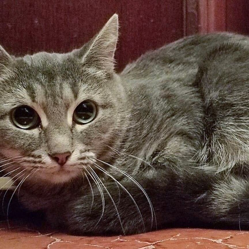 Кошечка в добрые руки