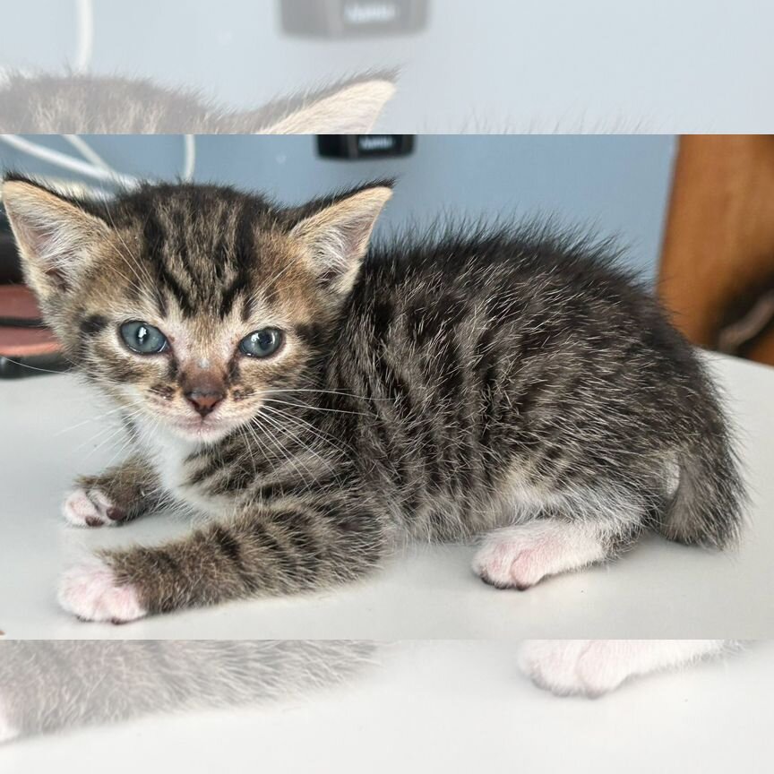 Котёнок в добрые руки