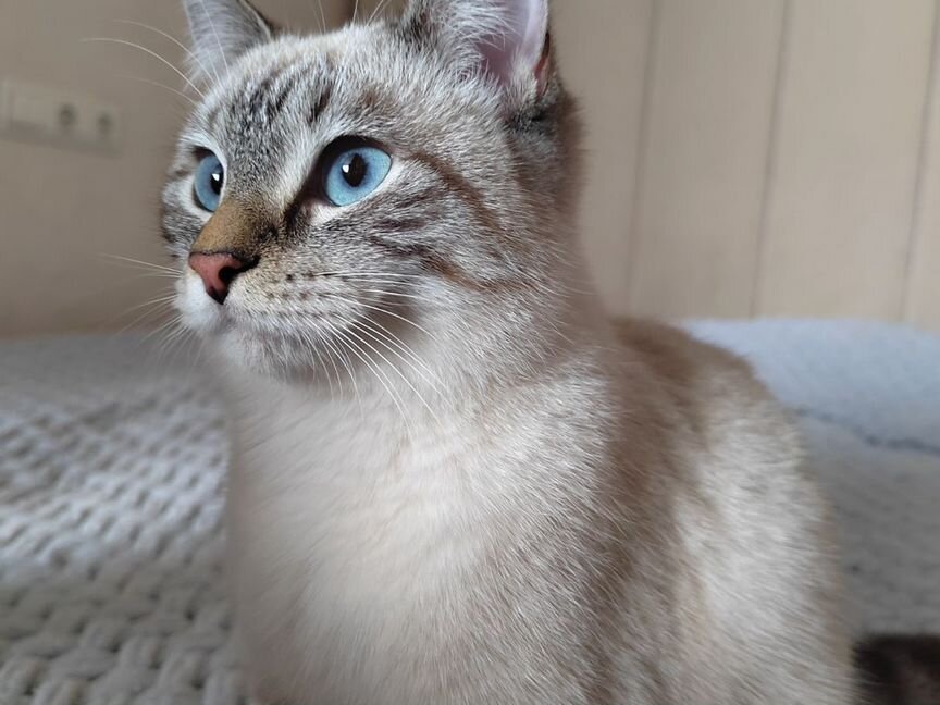 Тайская кошечка