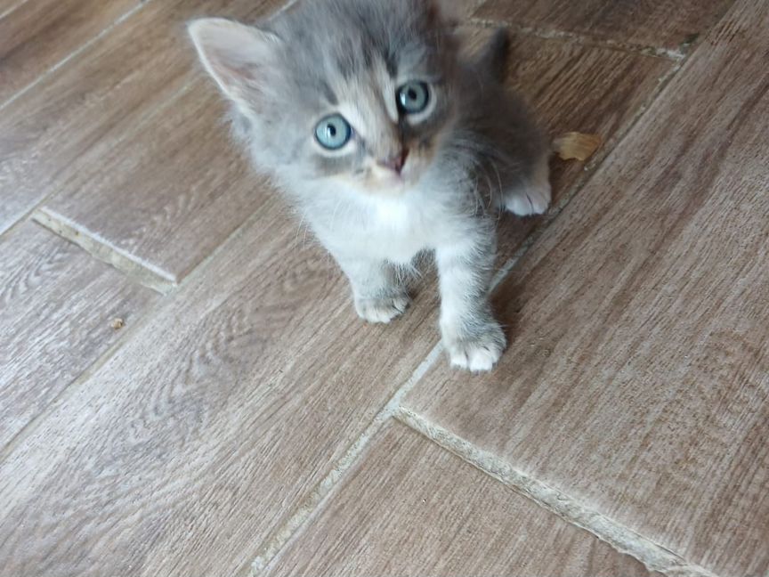 Котята 2 месяца очень ищут дом